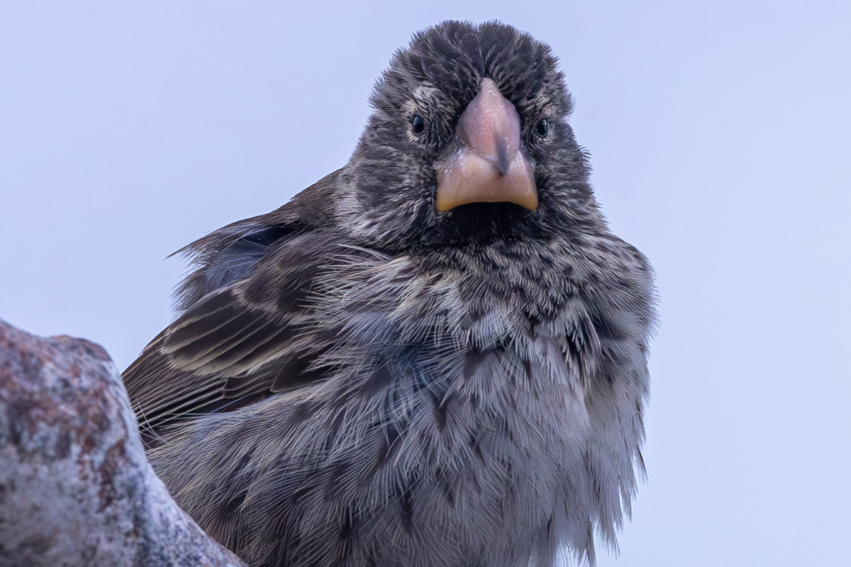 Large Ground-Finch | ExplorEarth