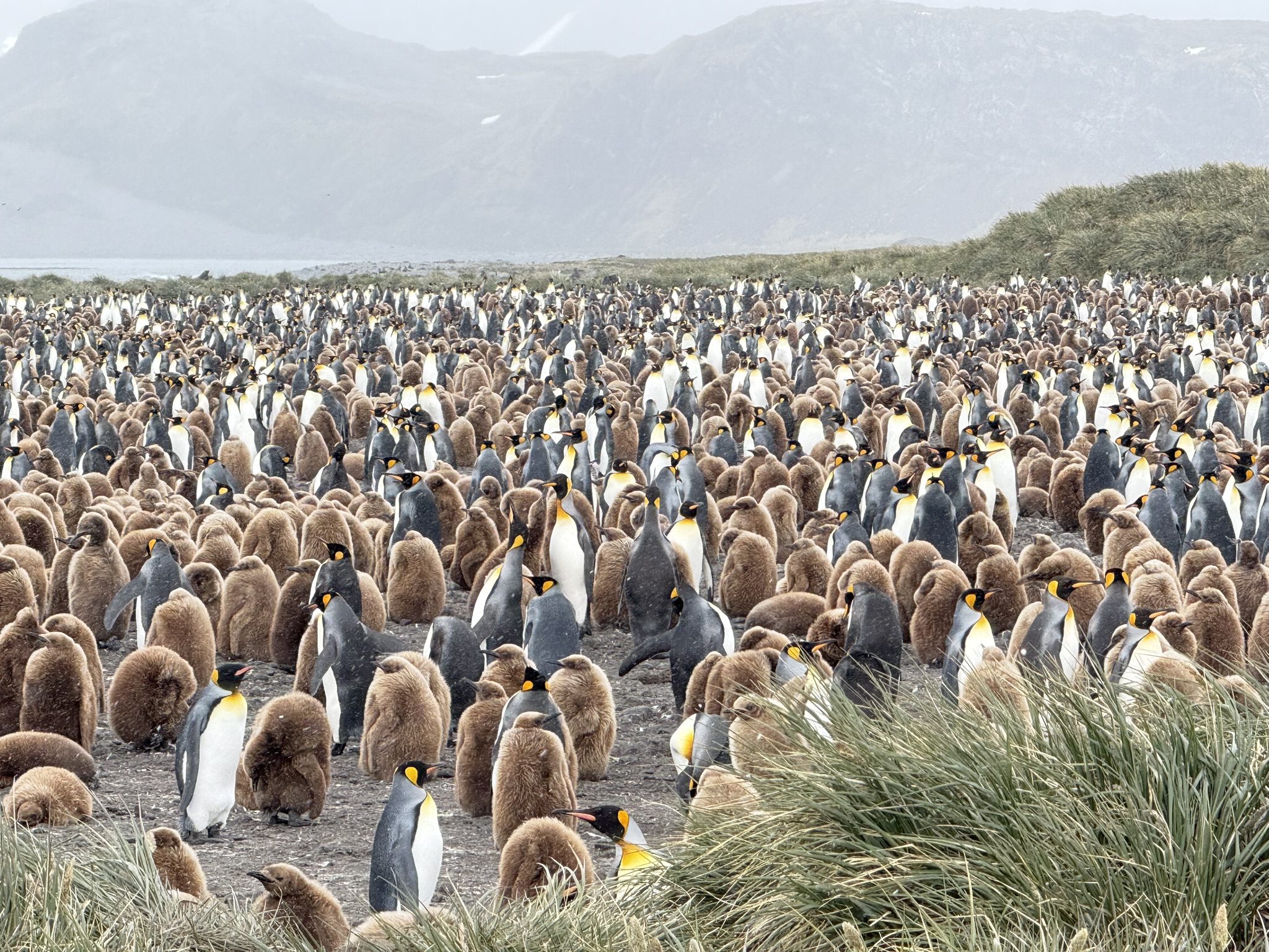 Peter Shanks shares his personal diary of a remarkable journey to ...