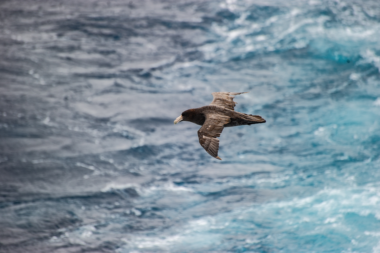 Southern Giant Petrel