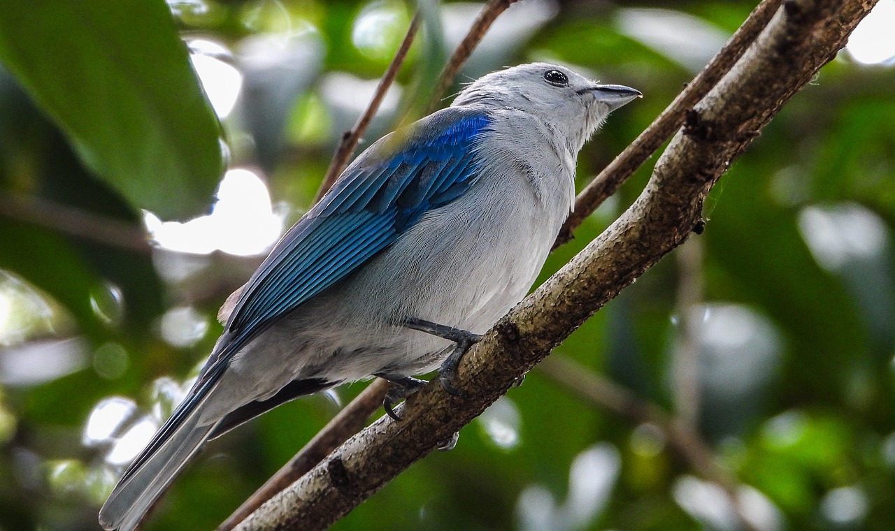 Blue-grey Tanager