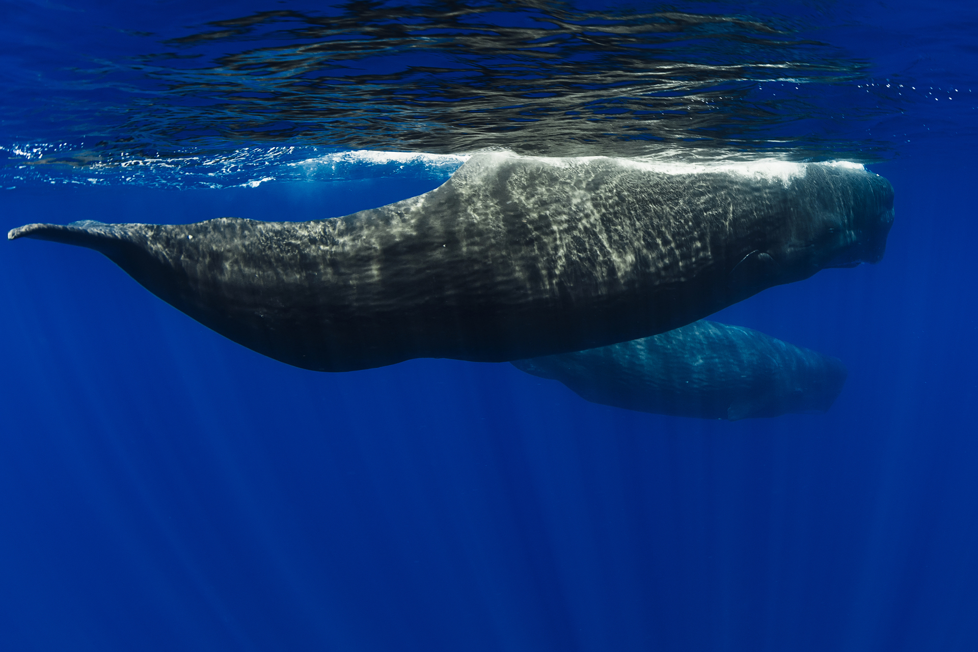 Sperm Whales