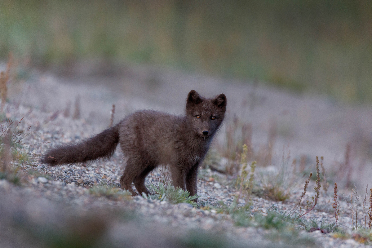 Blue Morph Arctic Fox