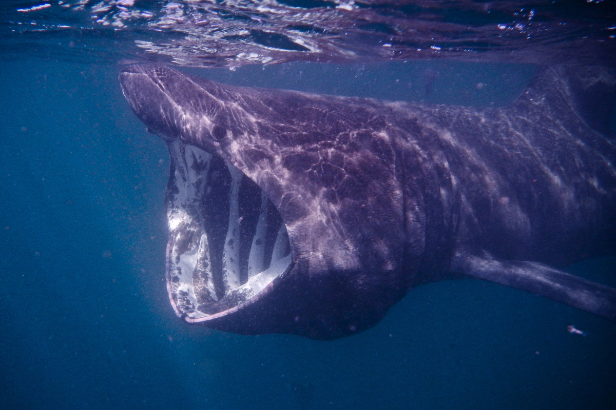 Basking Shark