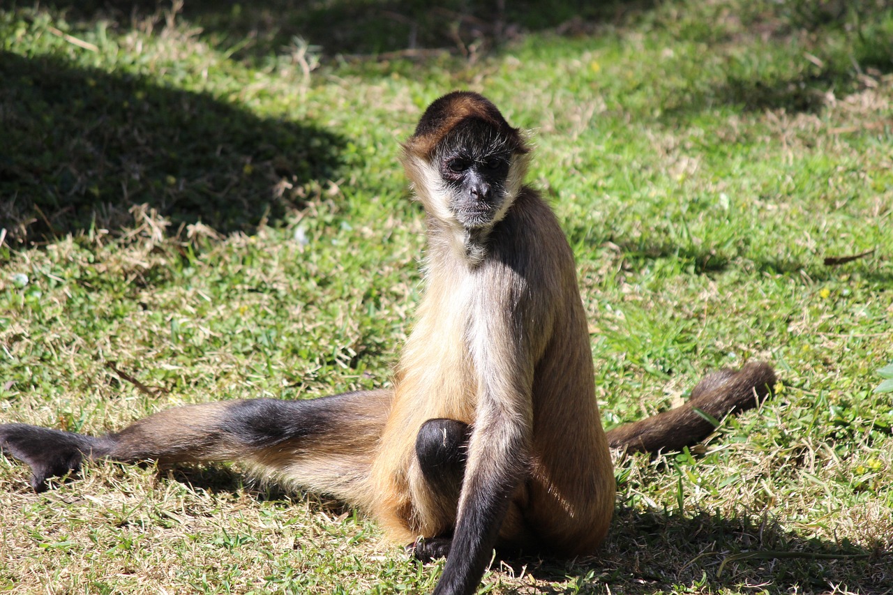 Geoffroy's Spider Monkey