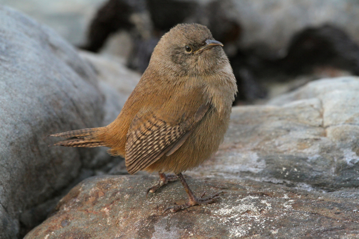 Cobb's Wren | ExplorEarth