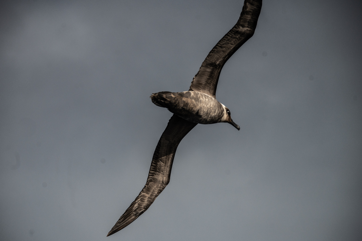Grey-headed Albatross