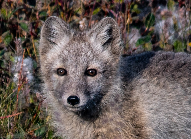 Arctic Fox