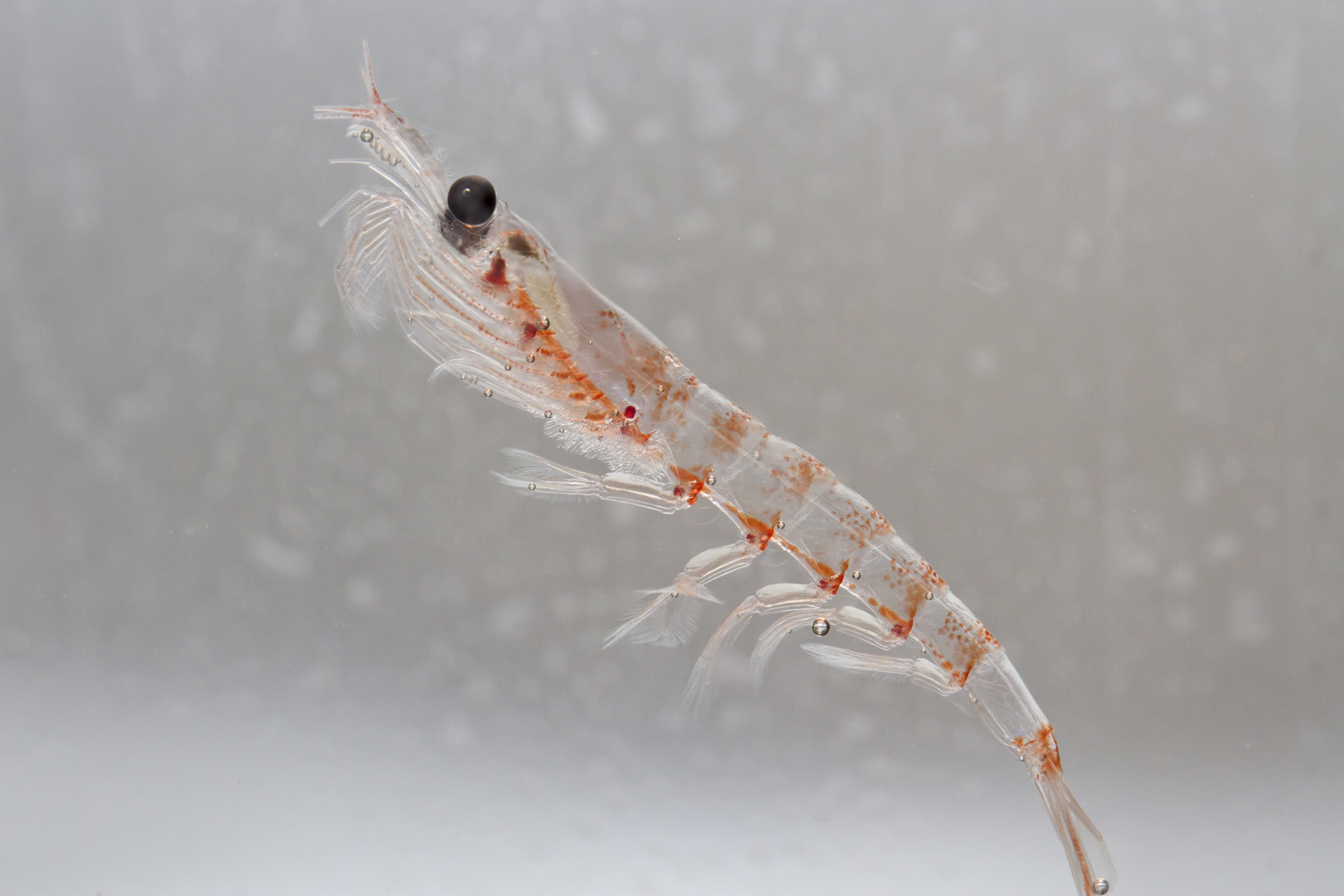 Krill: the planet's smallest influencers?