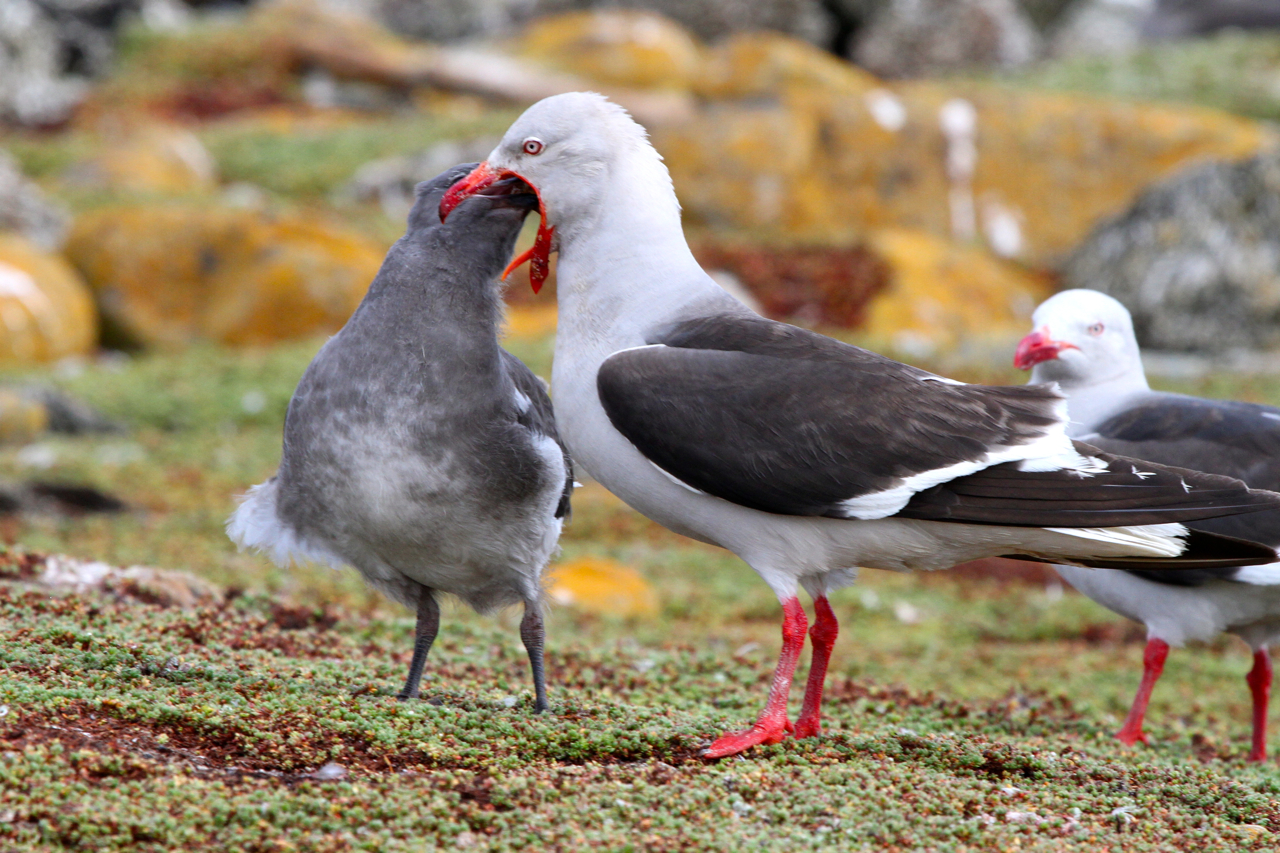 Seabirds Species | ExplorEarth