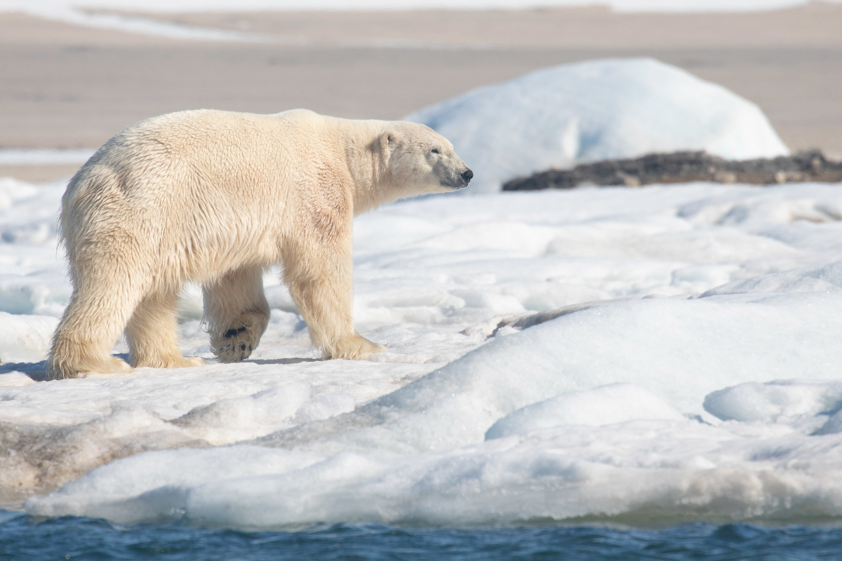 Explore expedition cruise regions and destinations