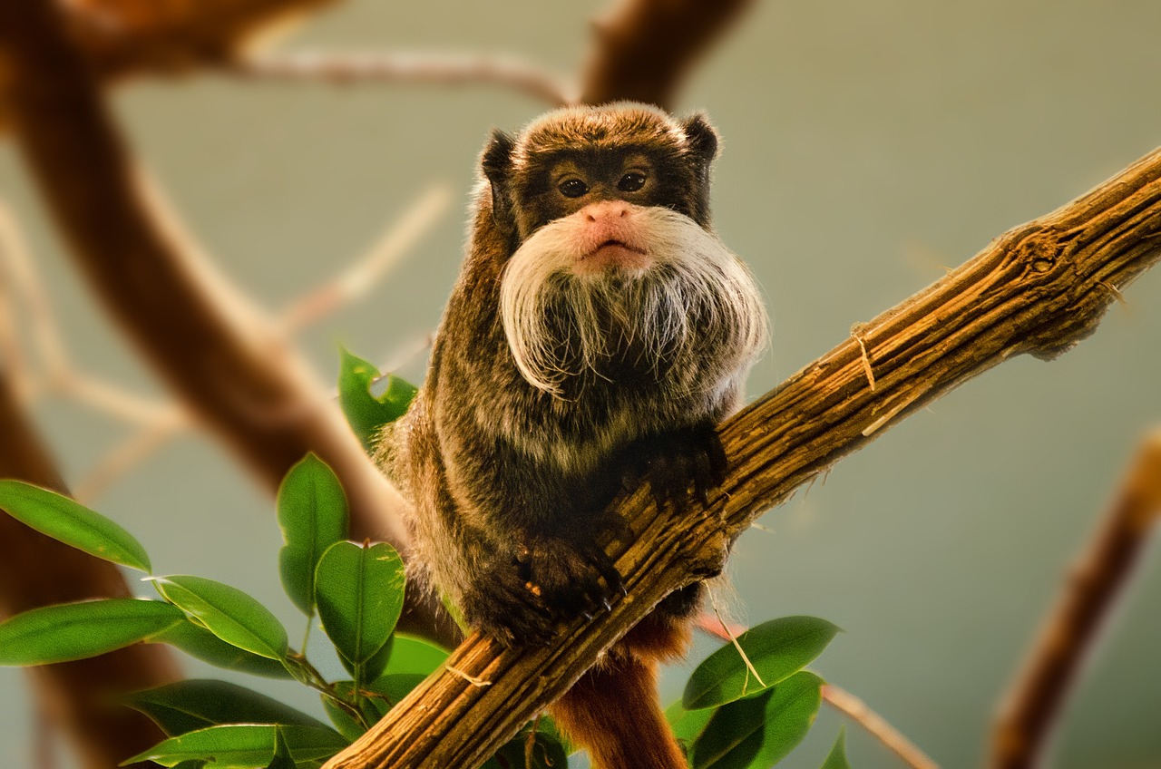 Emperor Tamarin