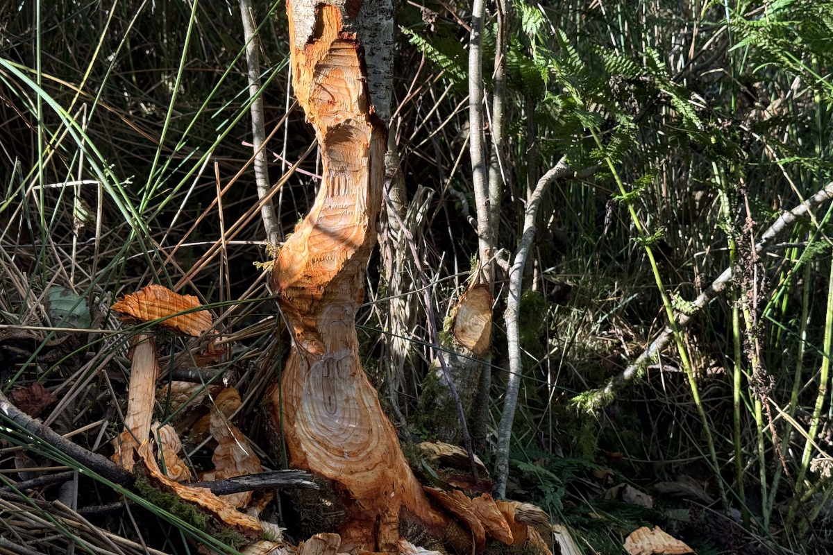 A Hebridean adventure cruise | ExplorEarth