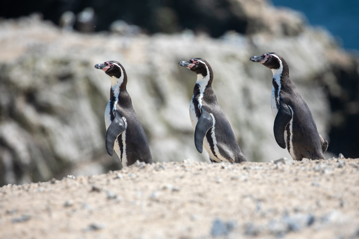 Humboldt Penguins