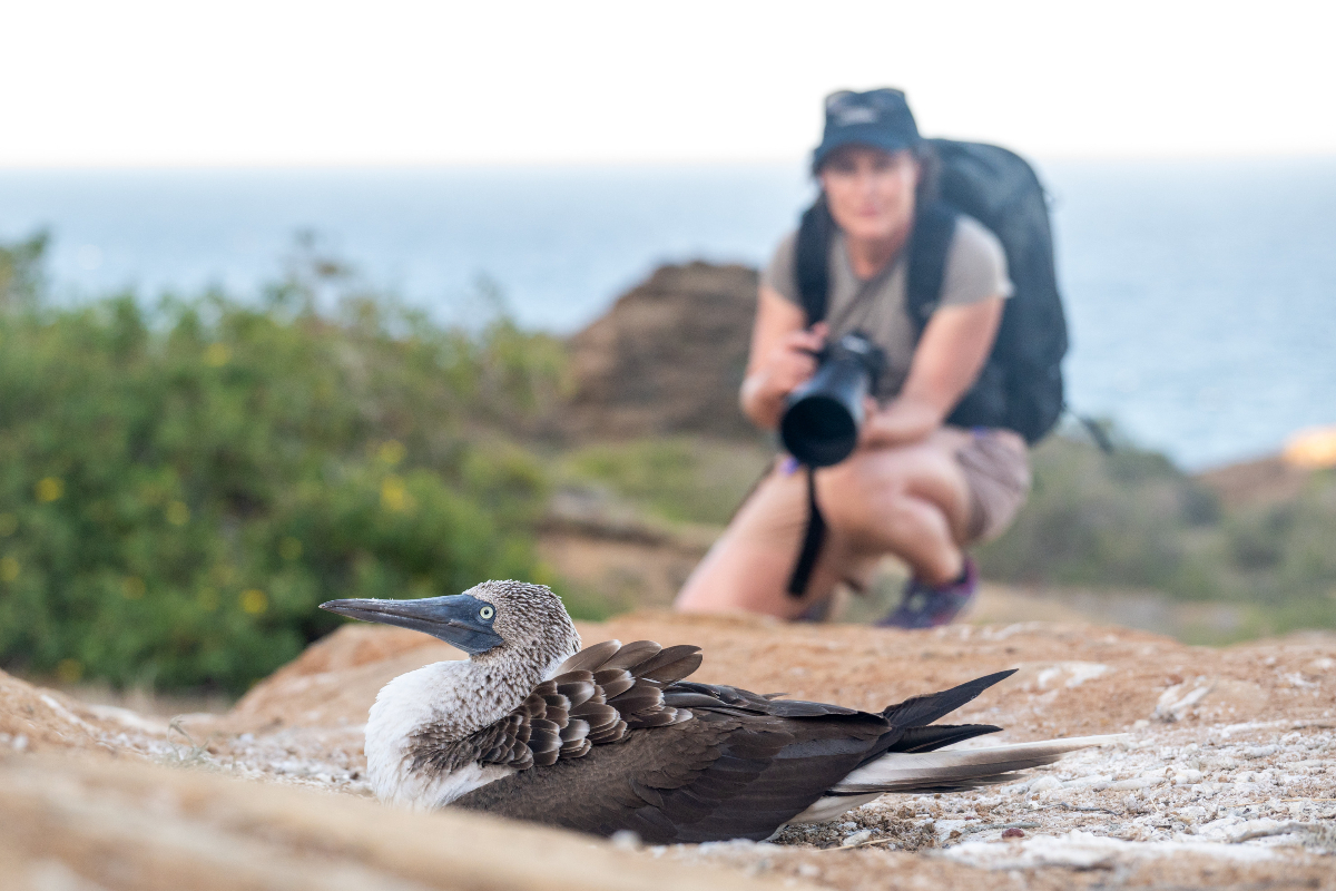 Red-footed Booby