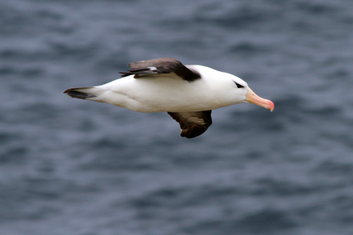 Black Browed Albatross