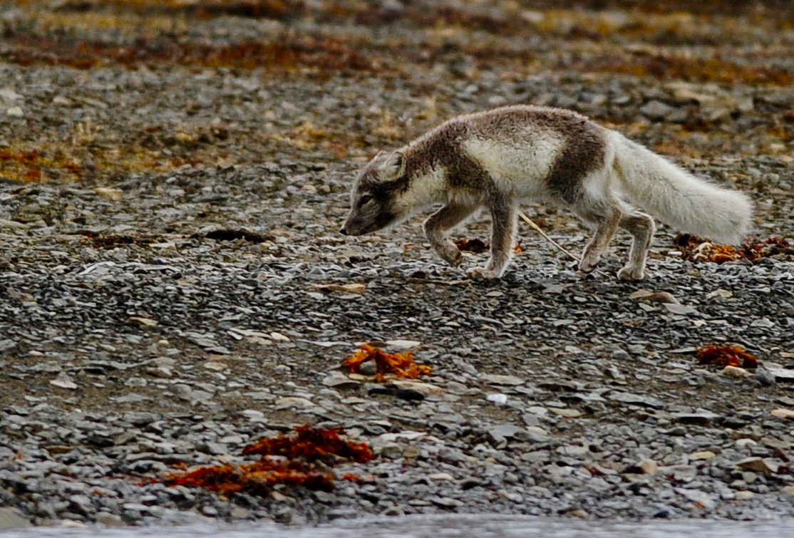 Arctic Fox