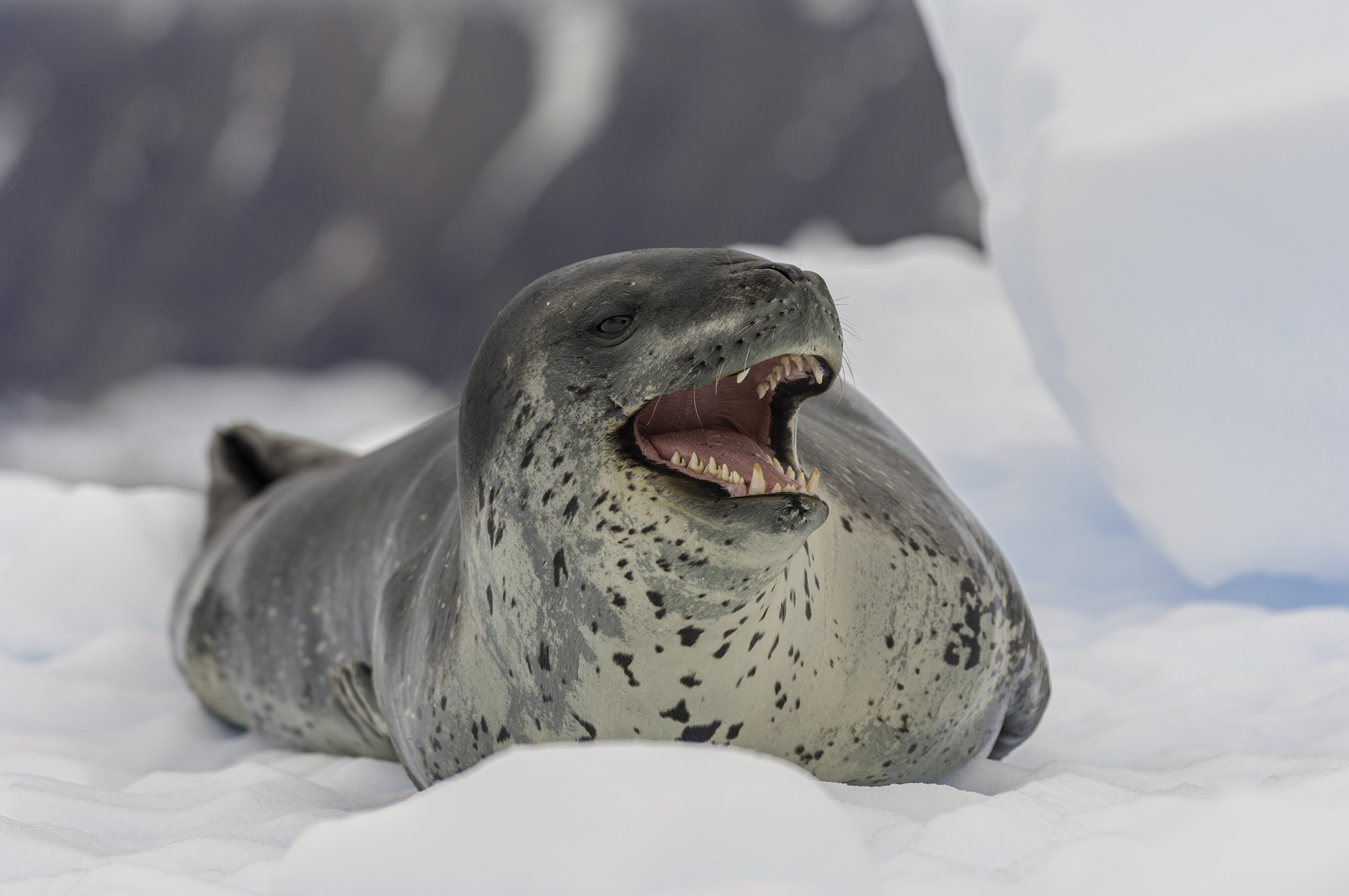 Leopard Seals