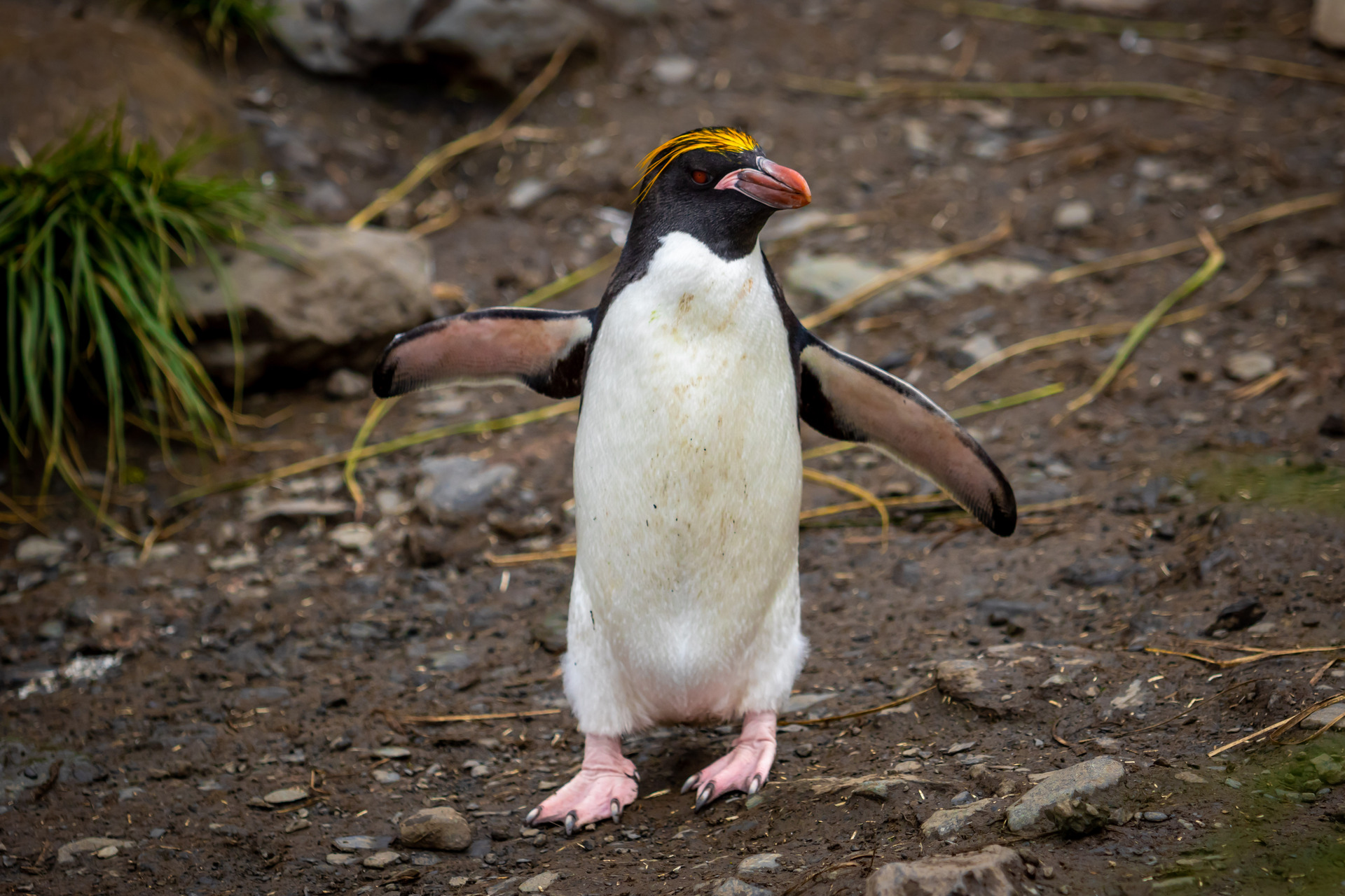 Macaroni Penguins
