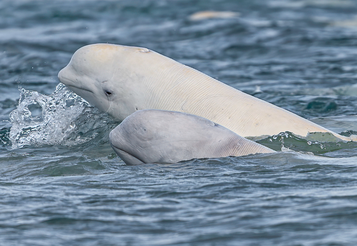 Beluga Whales