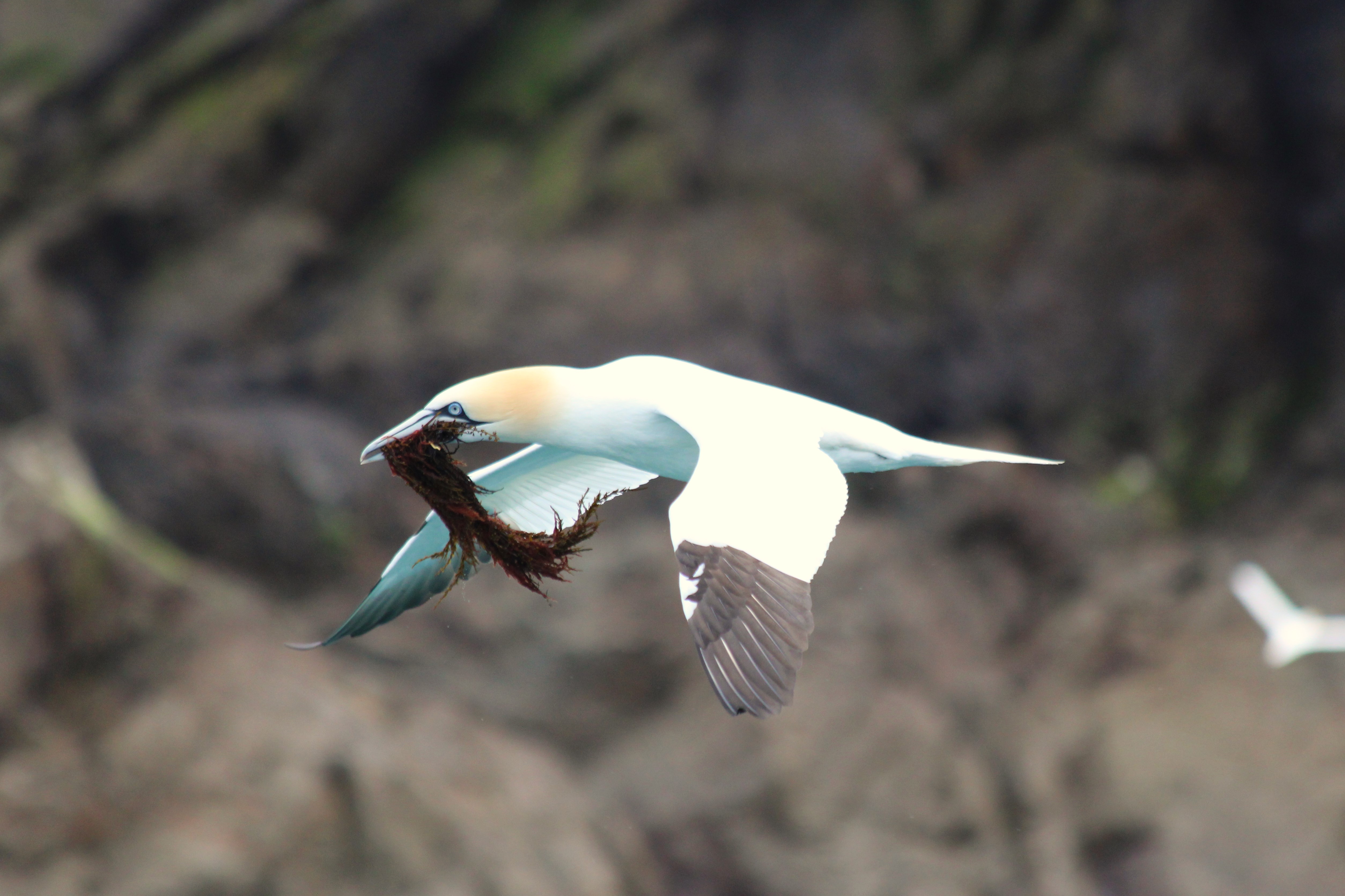 Seabirds Species | ExplorEarth