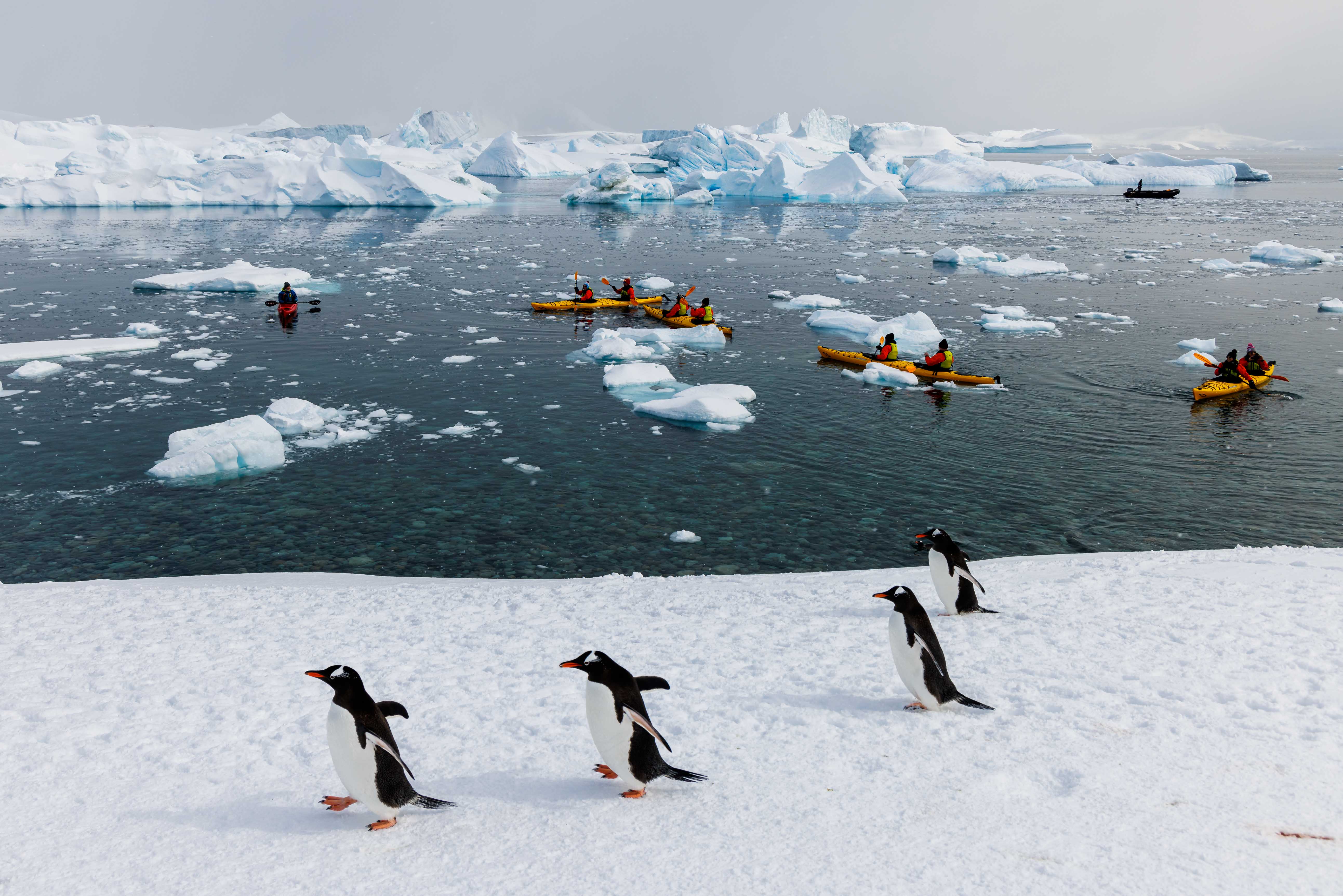 Albatros Expeditions