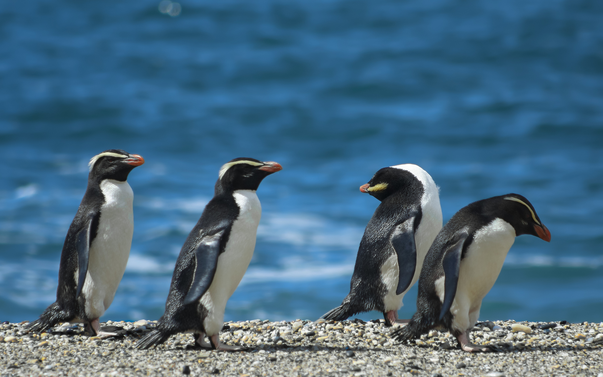 Fiordland Penguins