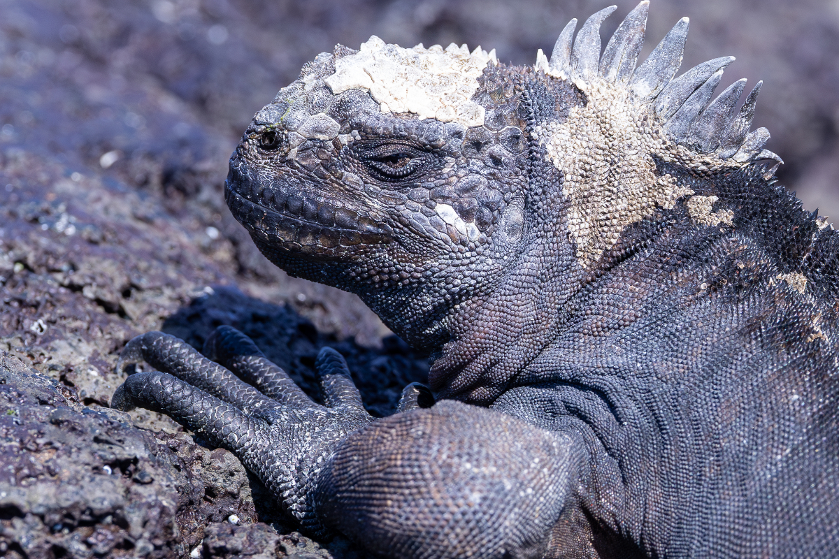 Marine Iguana