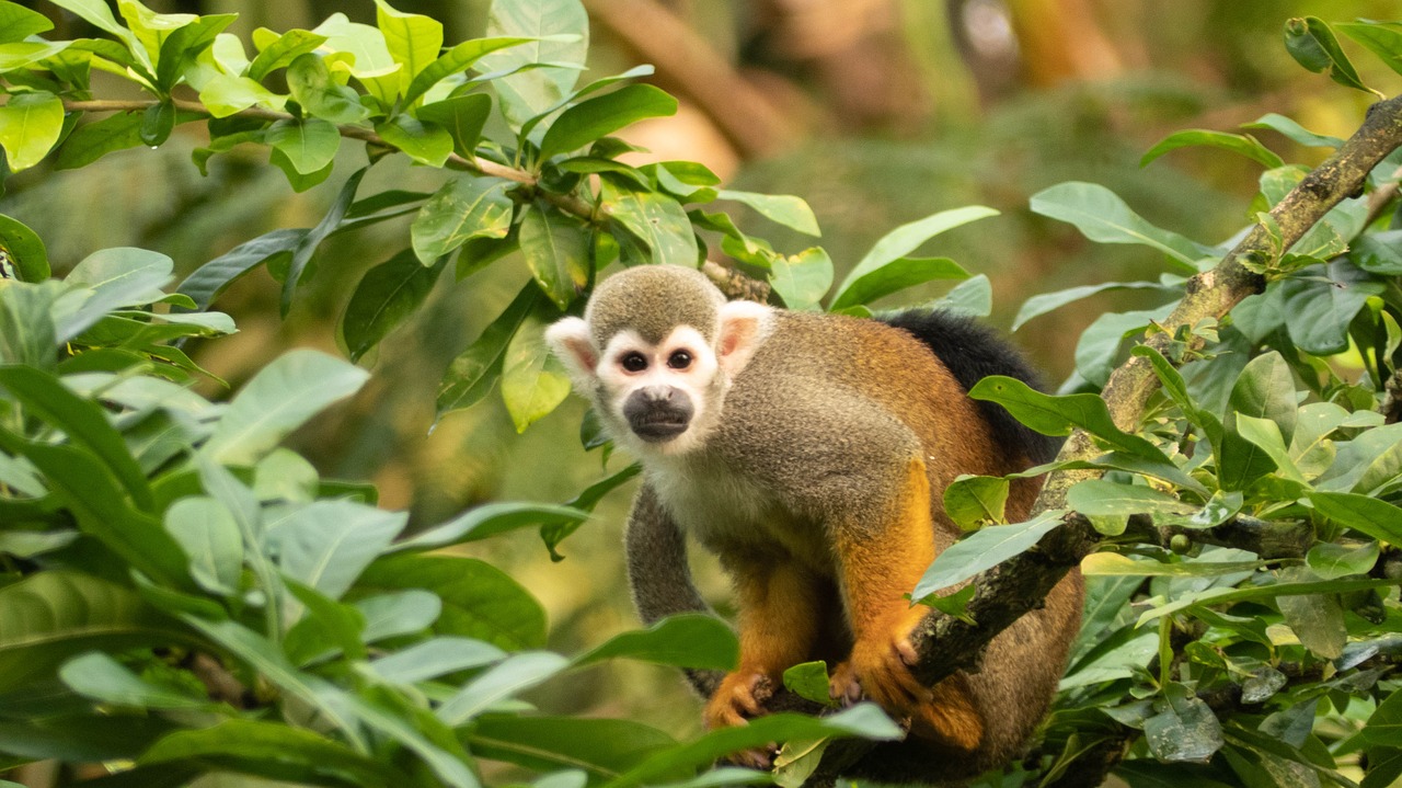 Central American Squirrel Monkey