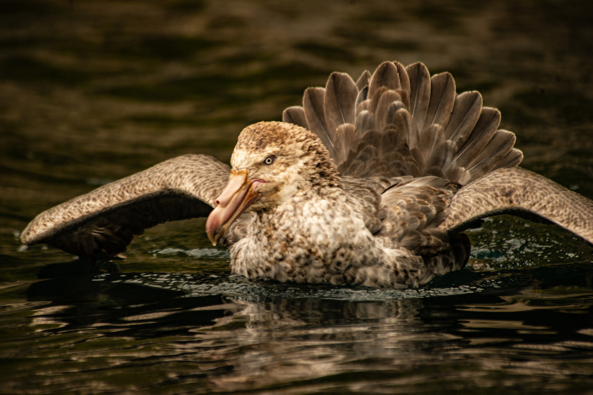Giant Petrels