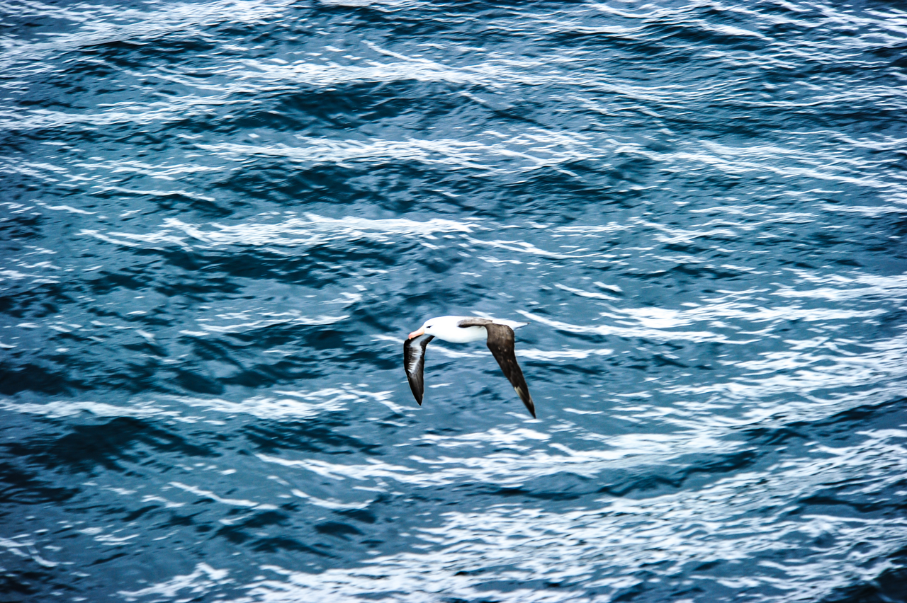 Antarctica guide to expedition cruises by leading experts | ExplorEarth