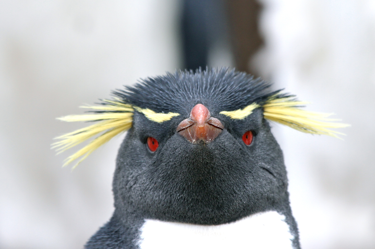 Northern Rockhopper Penguins