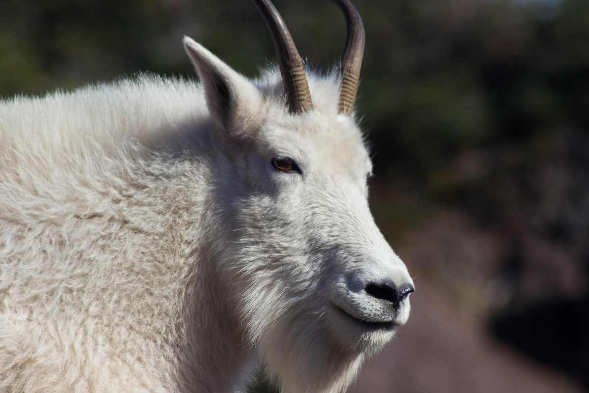 Bovidae Species