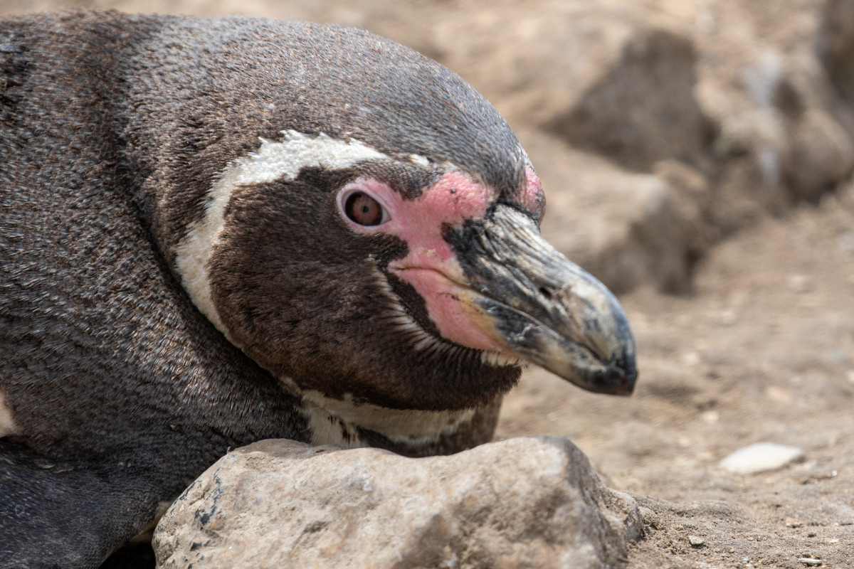 Humboldt Penguins