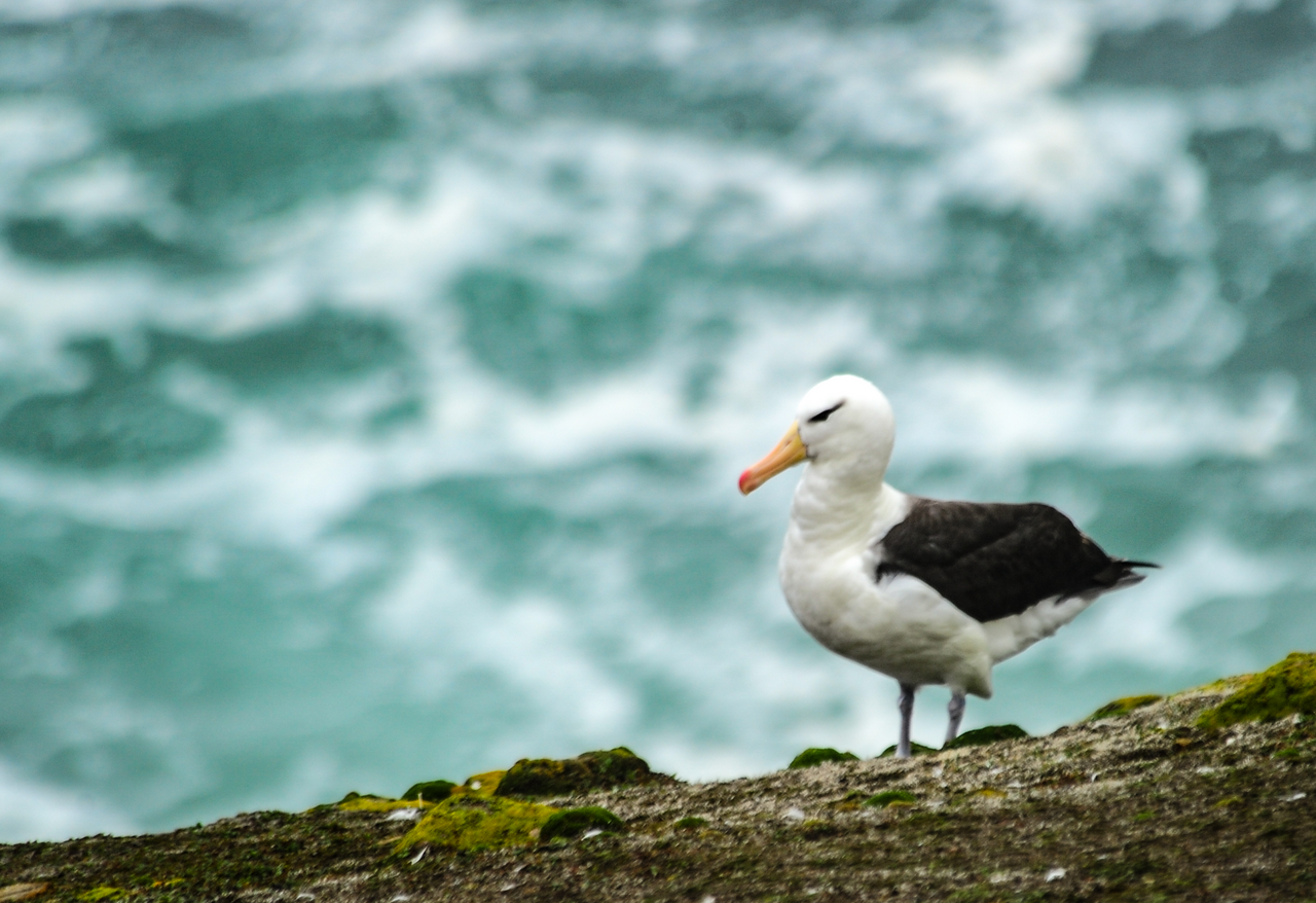 Black Browed Albatross