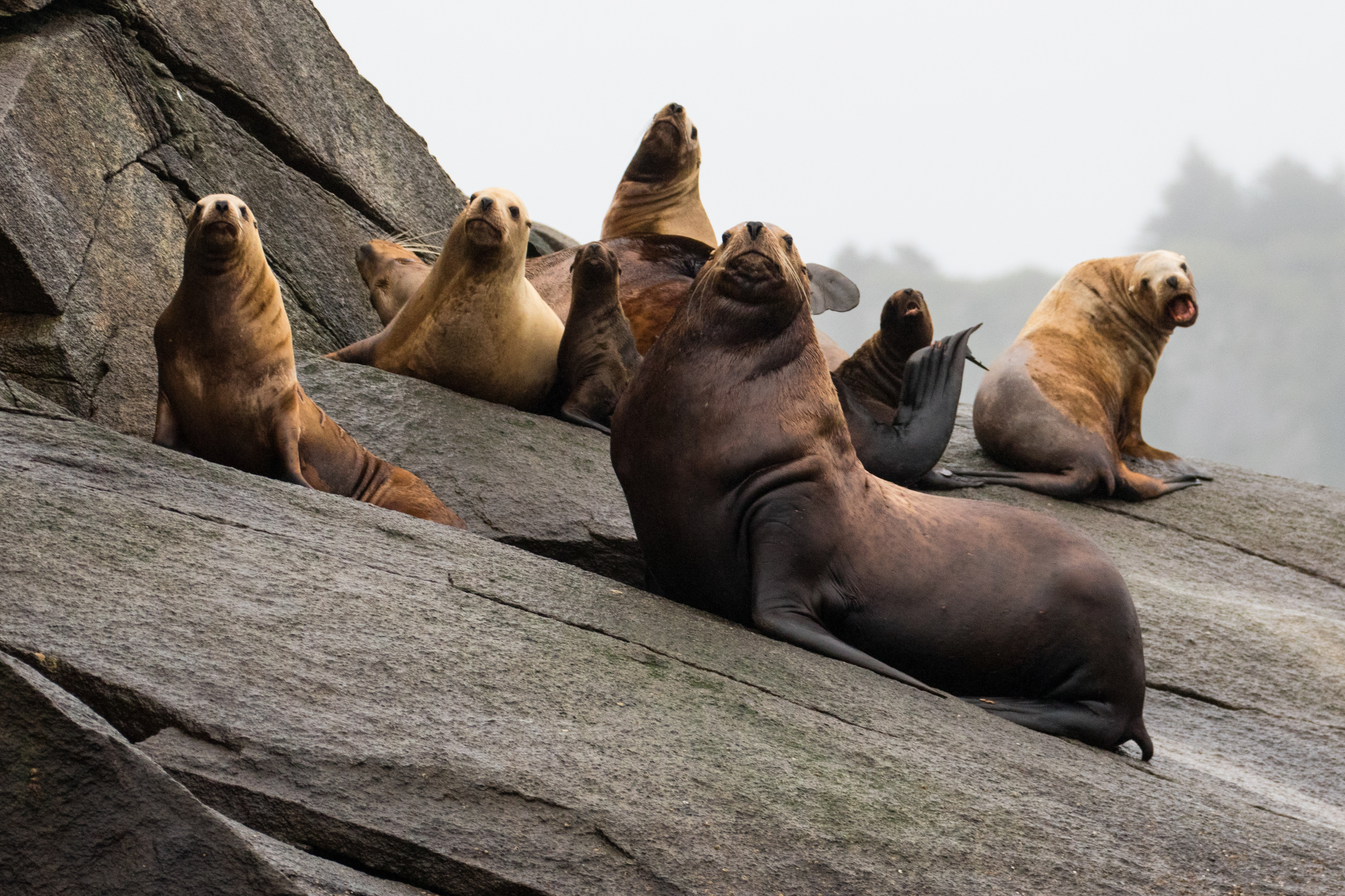 Sea Lions