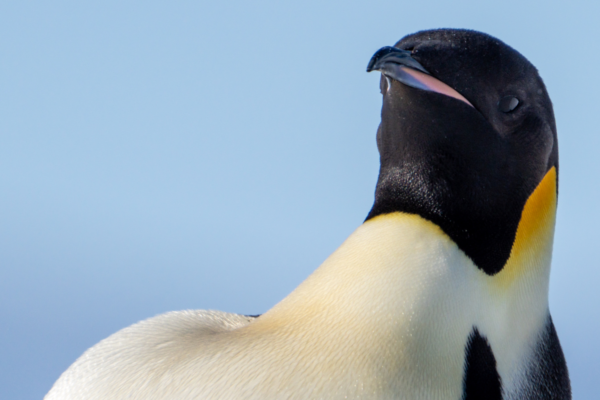 The Emperor penguin's unexpected journey from Antarctica to Australia ...