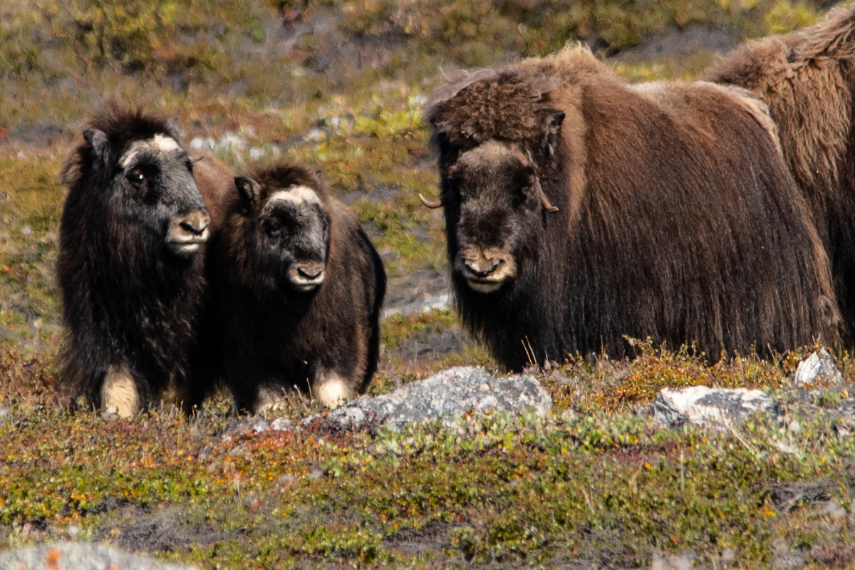 Musk Ox