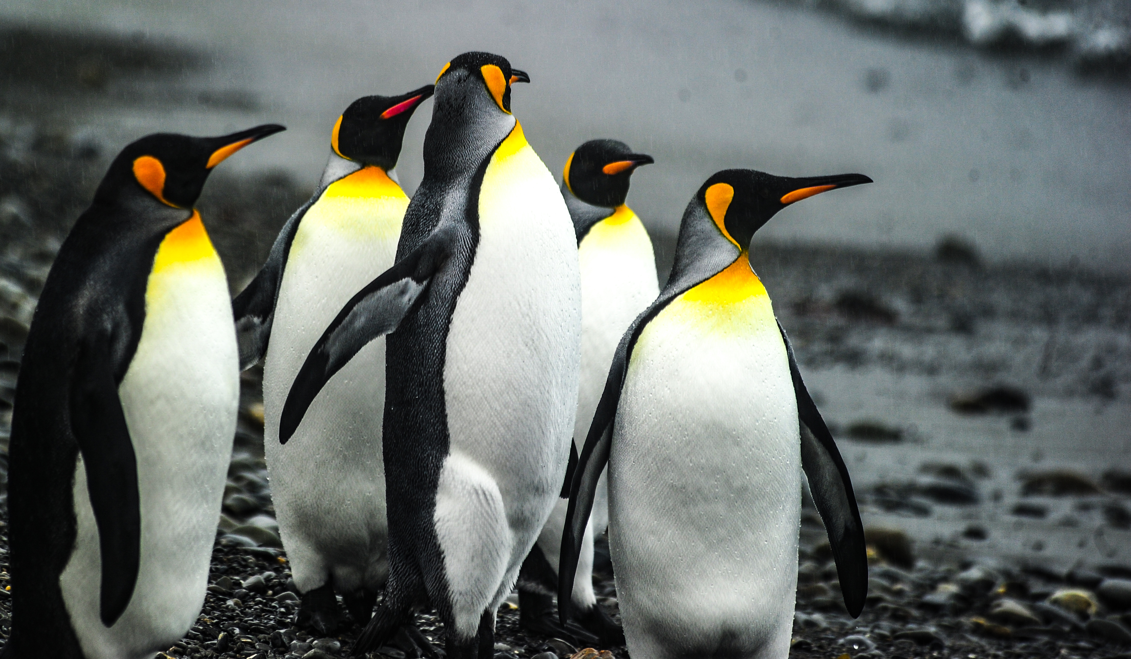 The History Of Penguins | An Expedition Cruise Guide