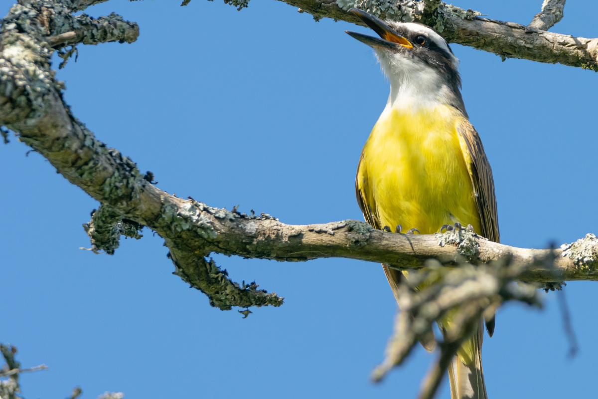 Tropical Kingbirds