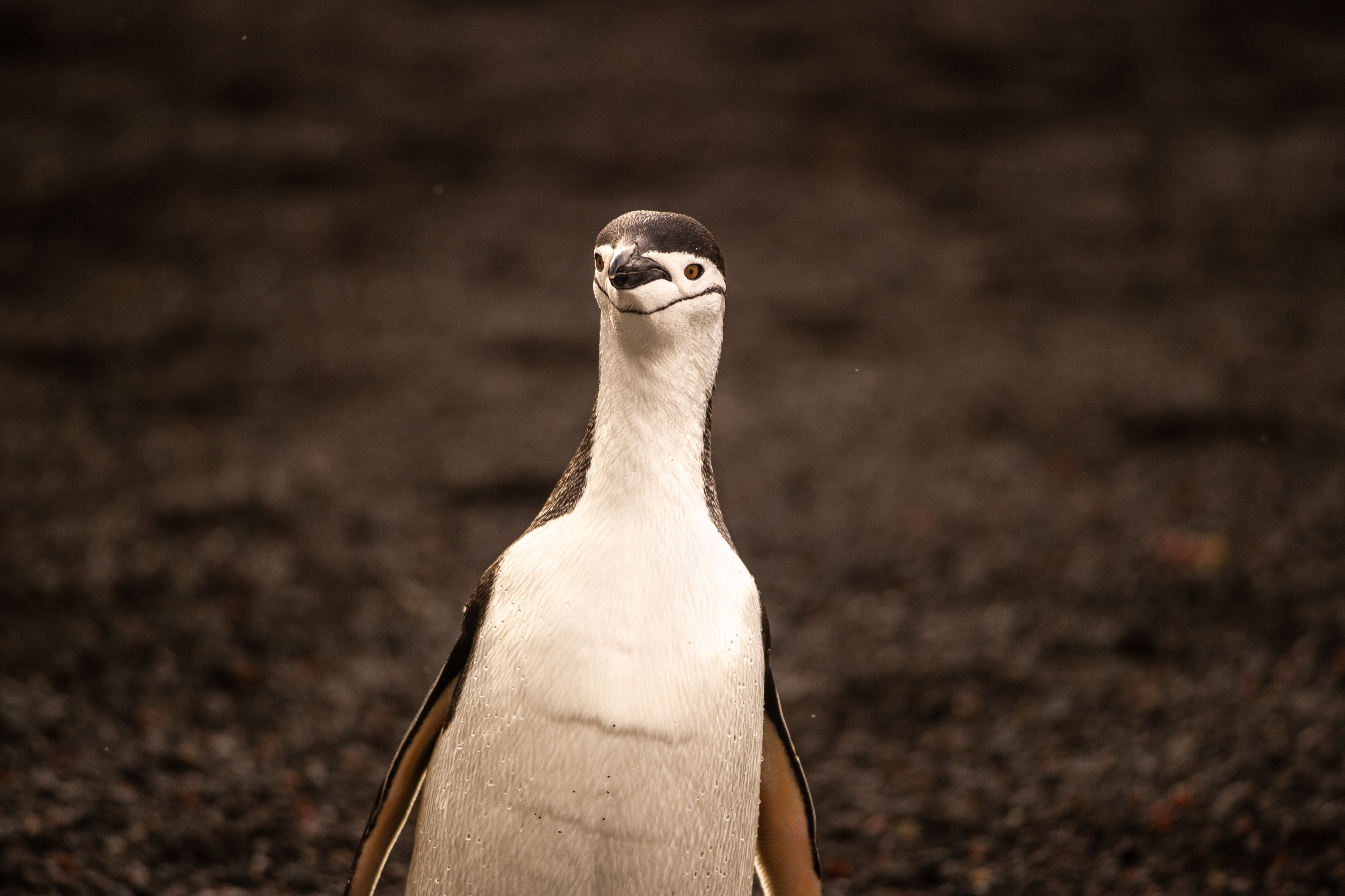 Deception Island: Antarctica’s Volcanic Enigma | ExplorEarth