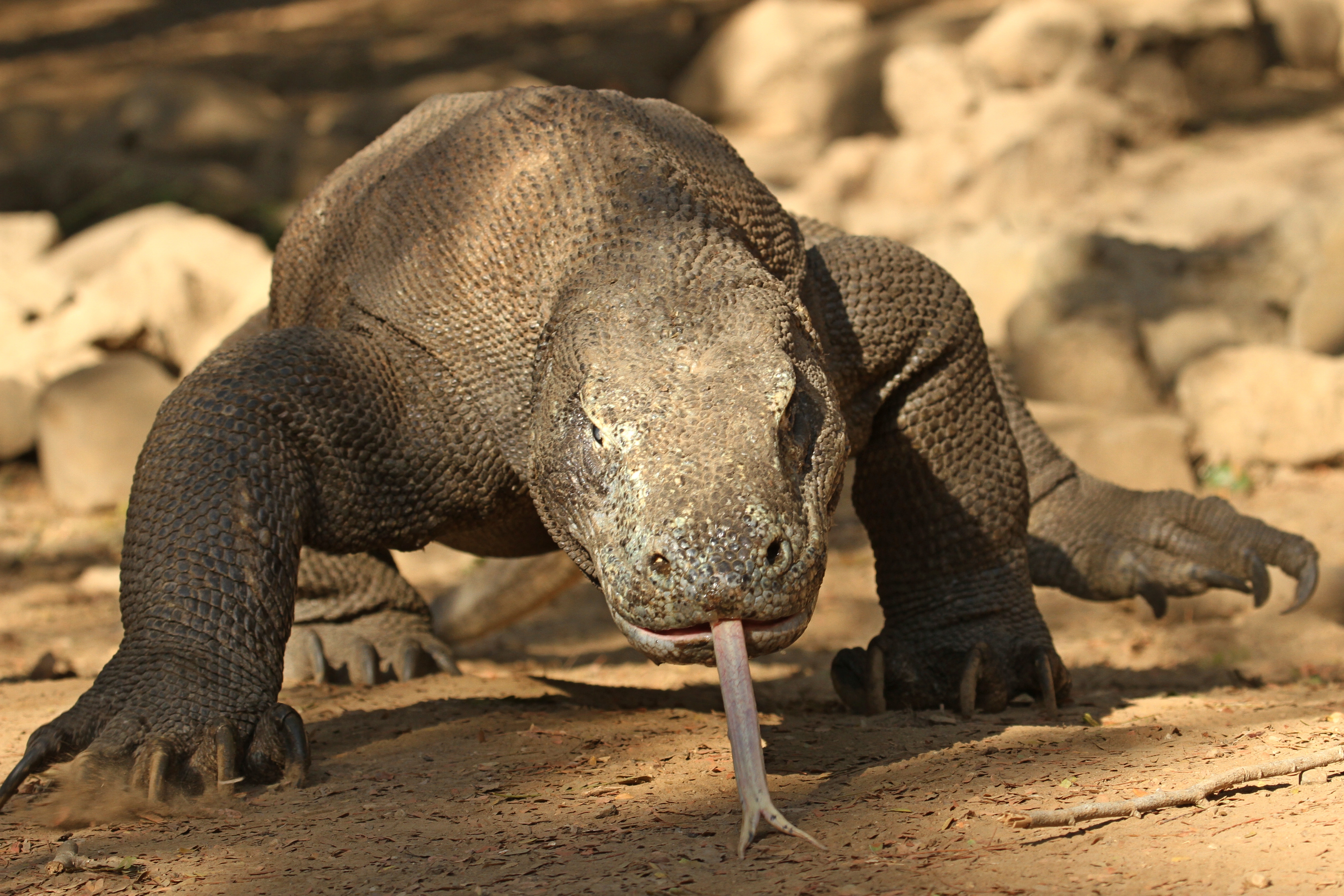 Komodo Dragons