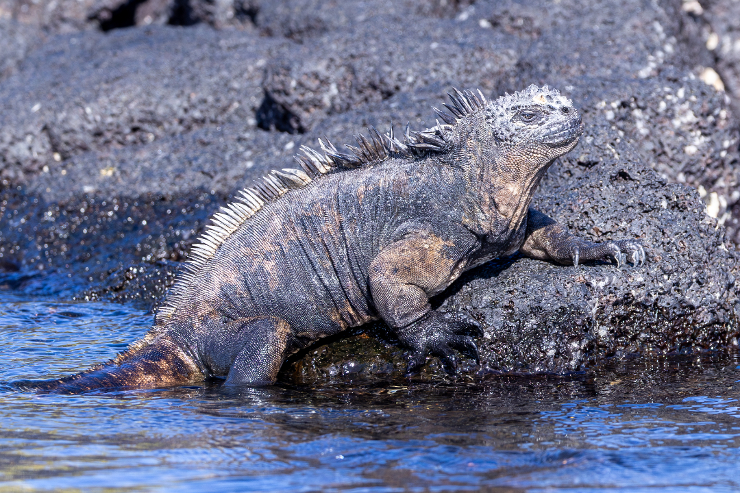 Marine Iguana