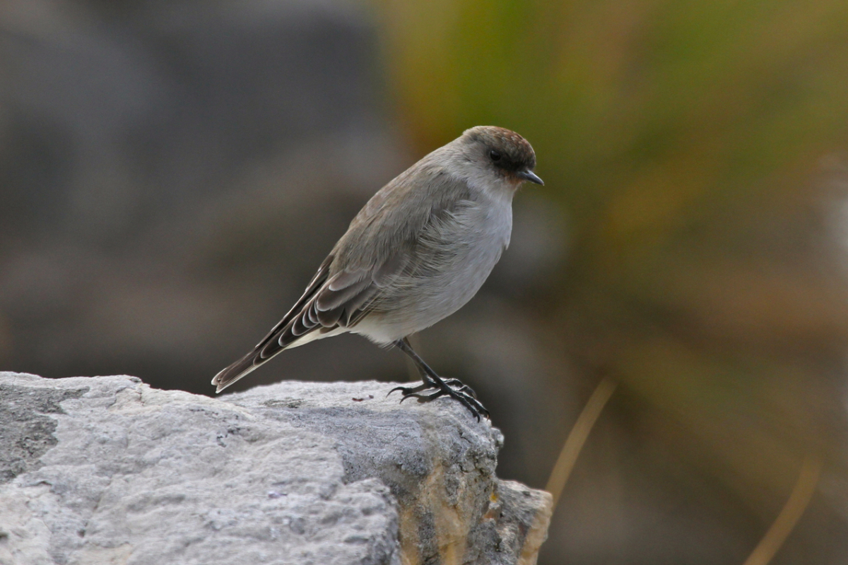 Landbird Species