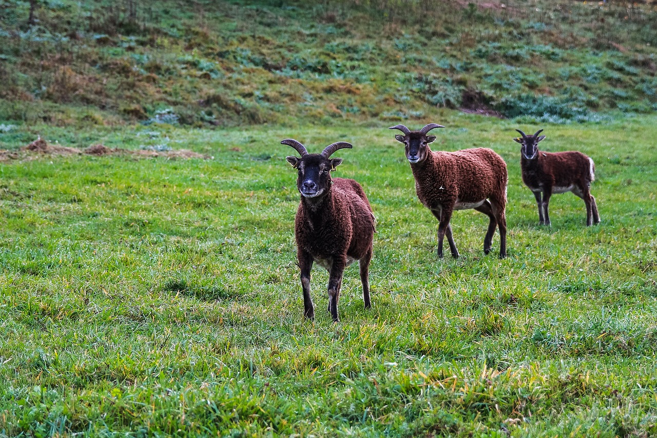 Soay Sheep