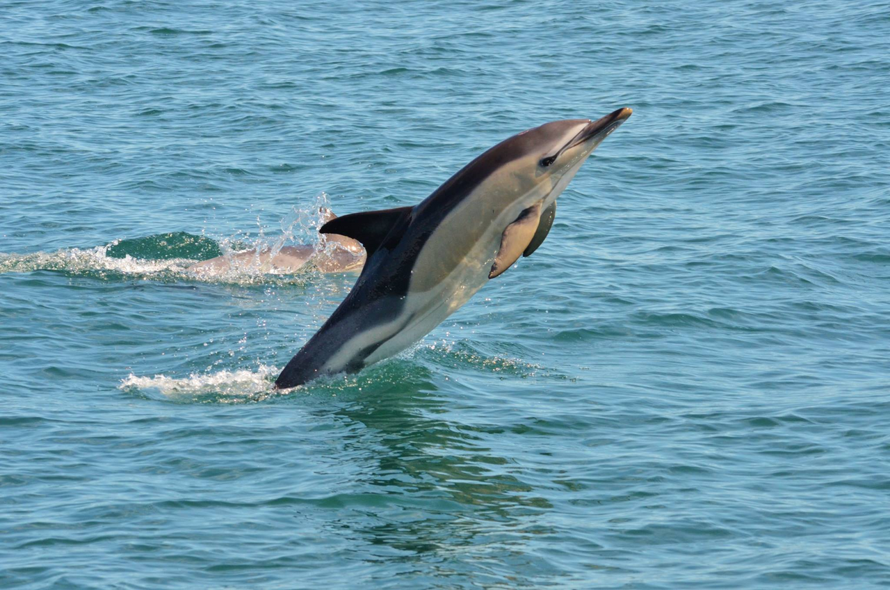 Common Dolphins