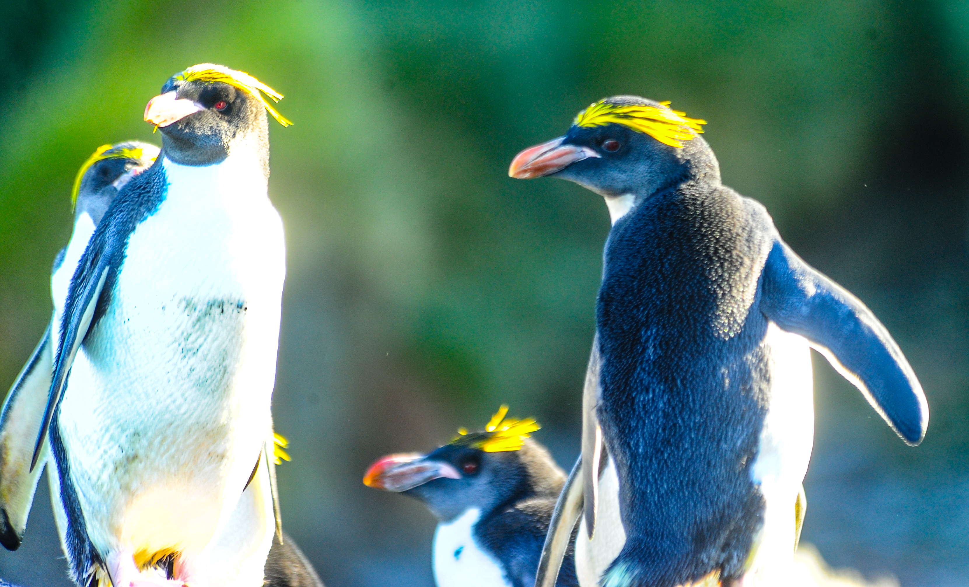 Macaroni Penguins