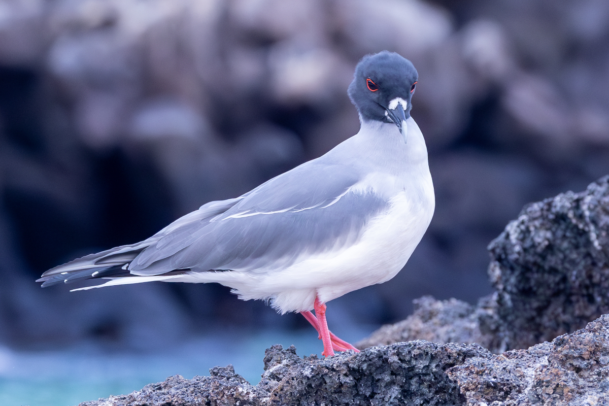 Swallow-tailed Gull