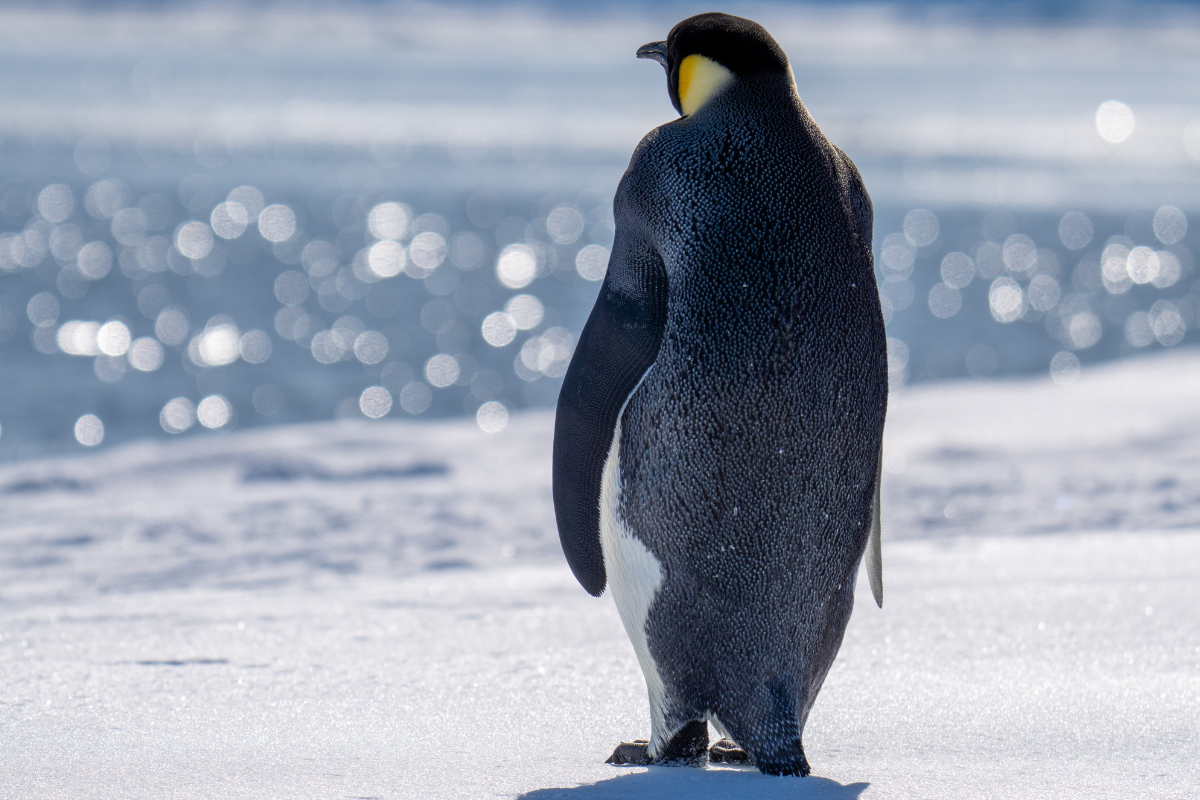 Could Emperor Penguins be Extinct by the End of the Century? - ExplorEarth