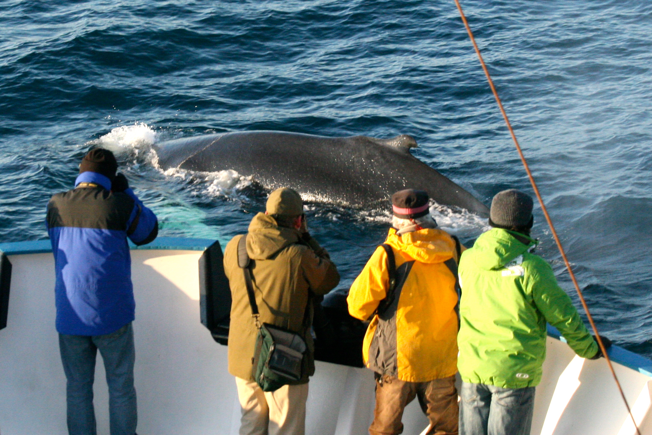 Whale Watching guide on expedition cruises | ExplorEarth