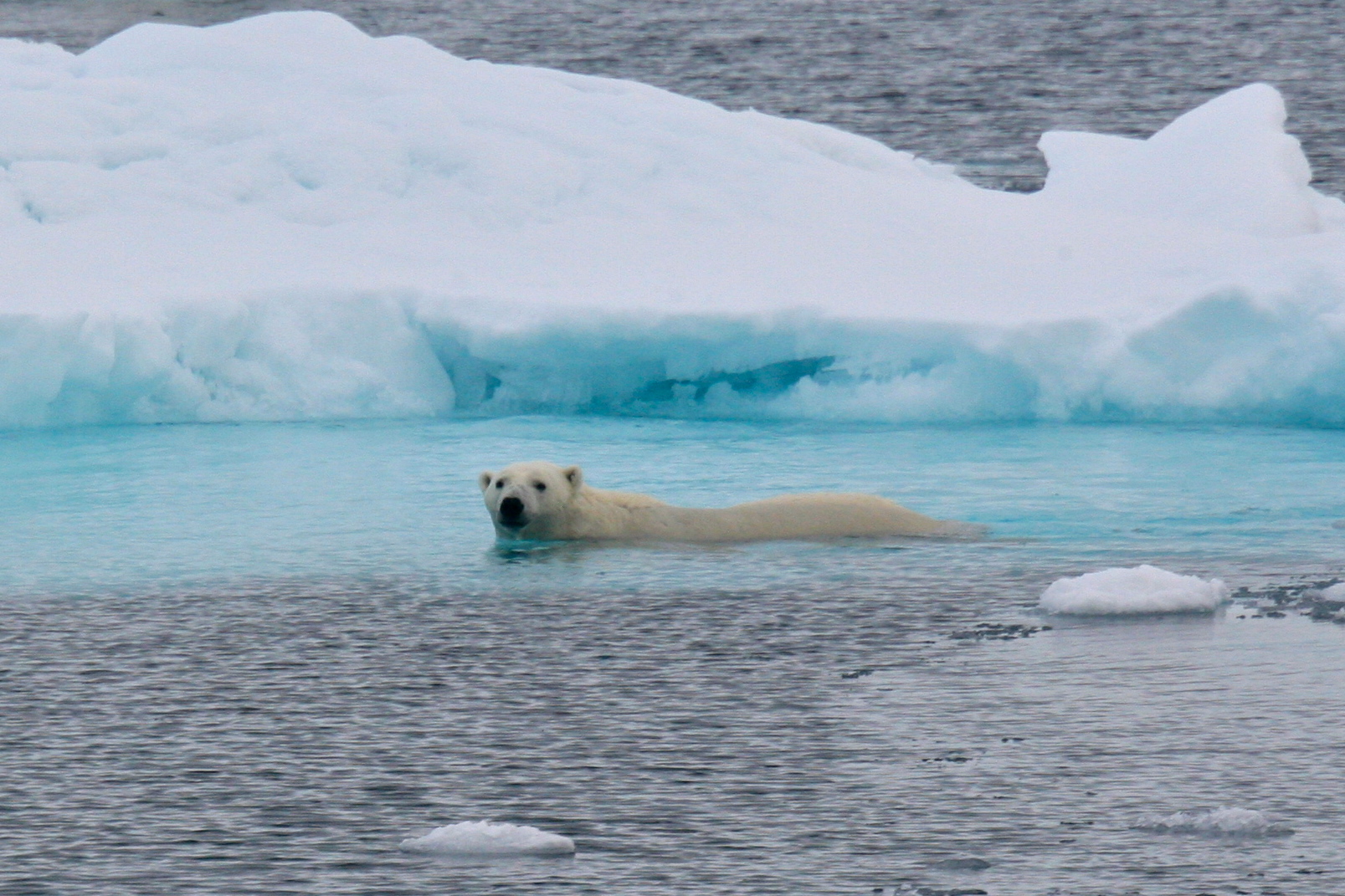 Polar Bears